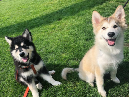 Objection detection on a photo of two dogs